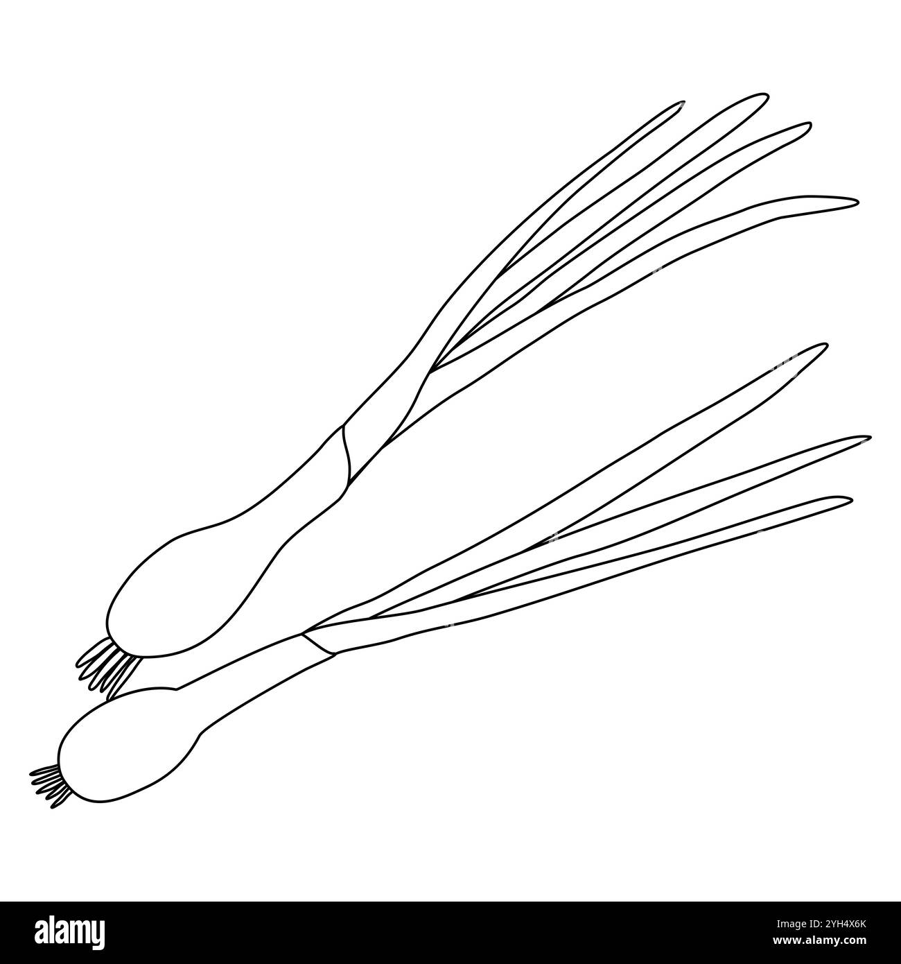 Green onion, chives or scallion, doodle style flat vector outline ...