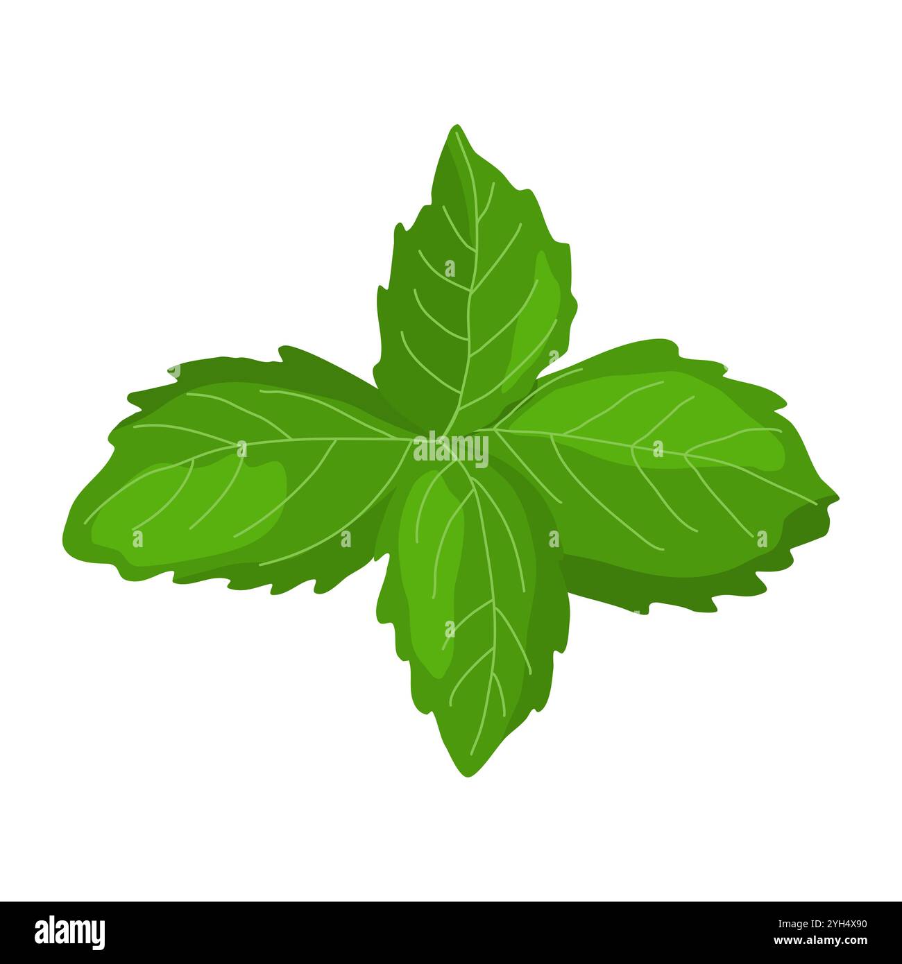 Fresh green basil leaves for menu design and recipes, vector ...