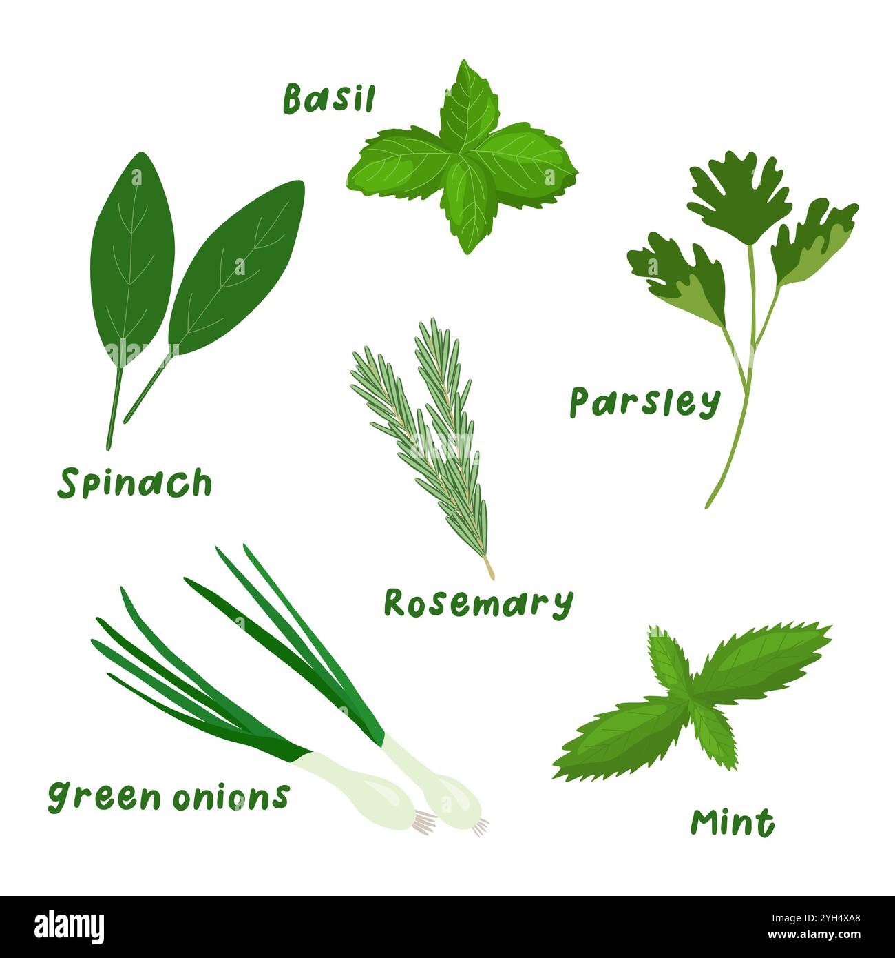 Set of various edible herbs and greens for cooking, vector illustration ...