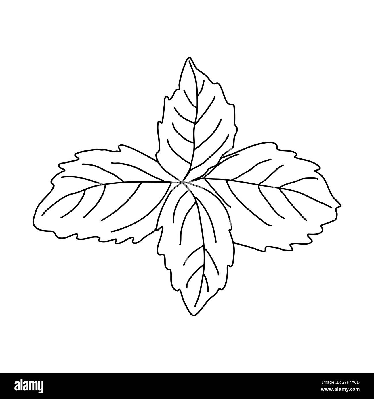 Basil leaves for menu design and recipes, doodle style flat vector ...