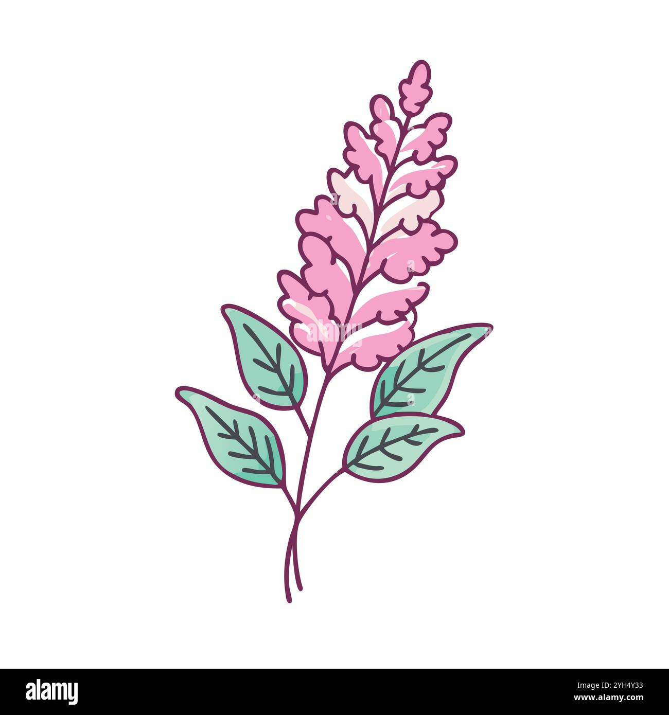 vector illustration of a astilbe flower, for floral designs, botanical ...