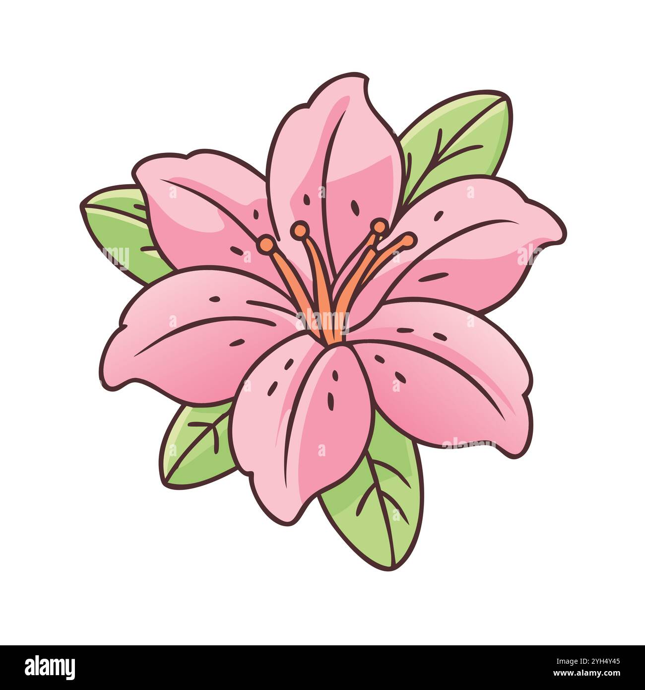Azalea botanical illustration hi-res stock photography and images - Alamy