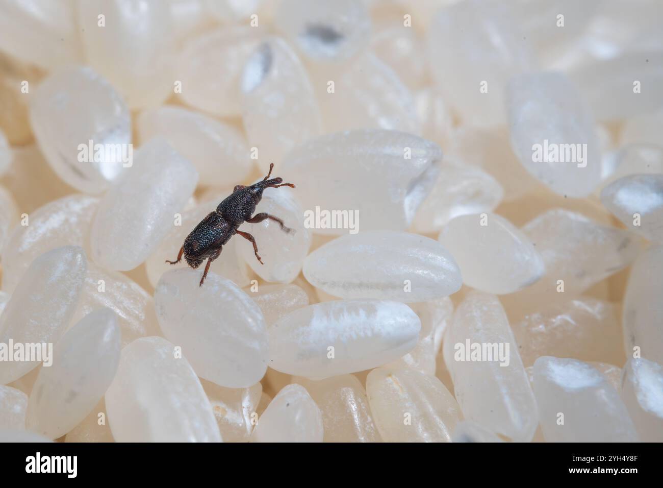 Sitophilus Conicollis bug (Rice weevil Stock Photo - Alamy