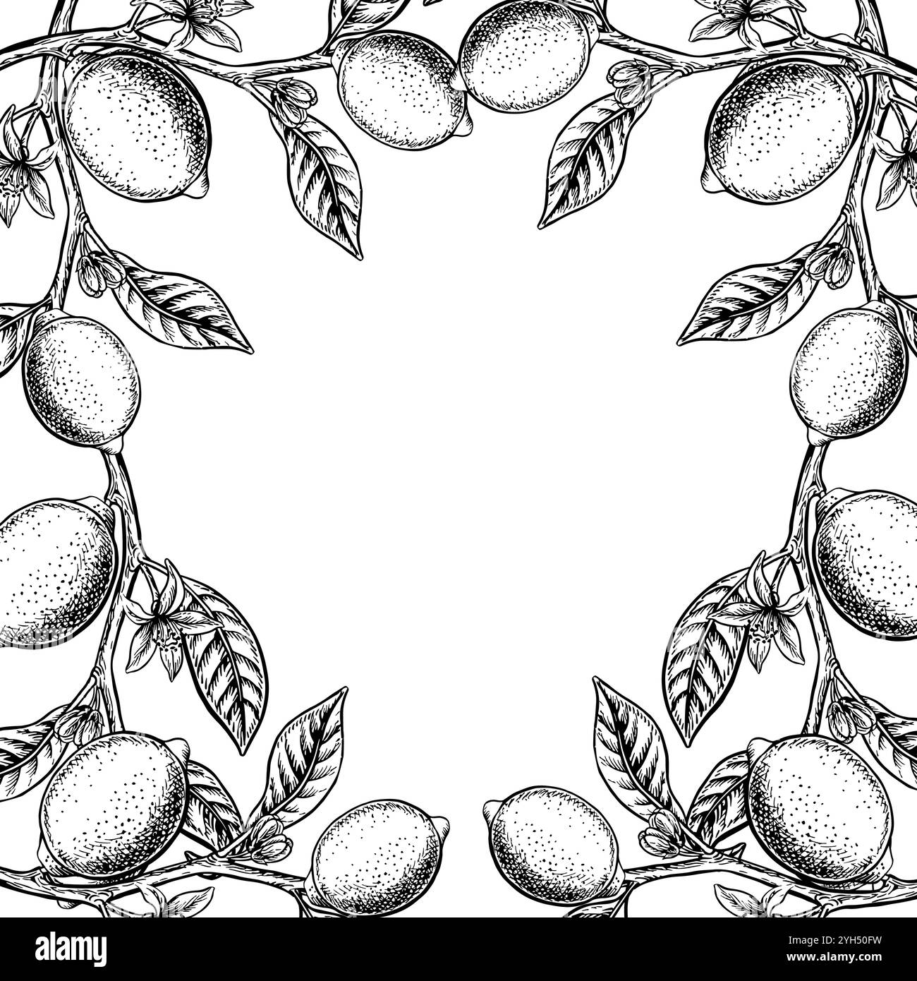 Frame with lemon branches. Vector graphic illustration of citrus fruits ...