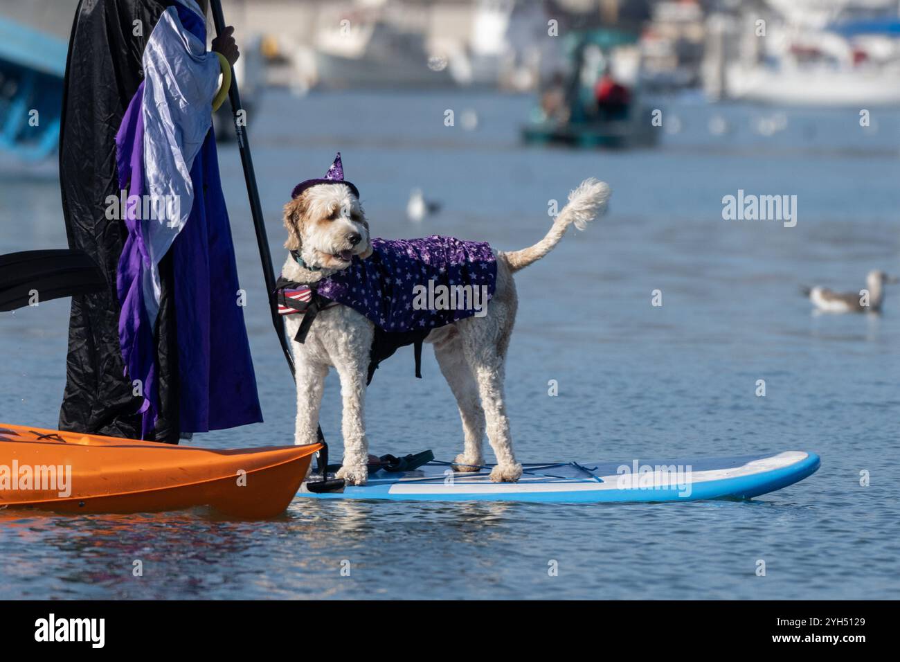 American Poodle Doodle dog stands with perect balance on paddleboard ...