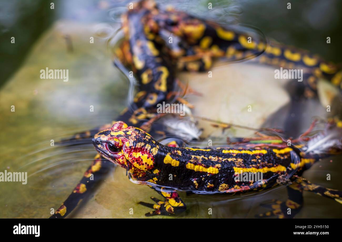 Portuguese fire salamanders hi-res stock photography and images - Alamy
