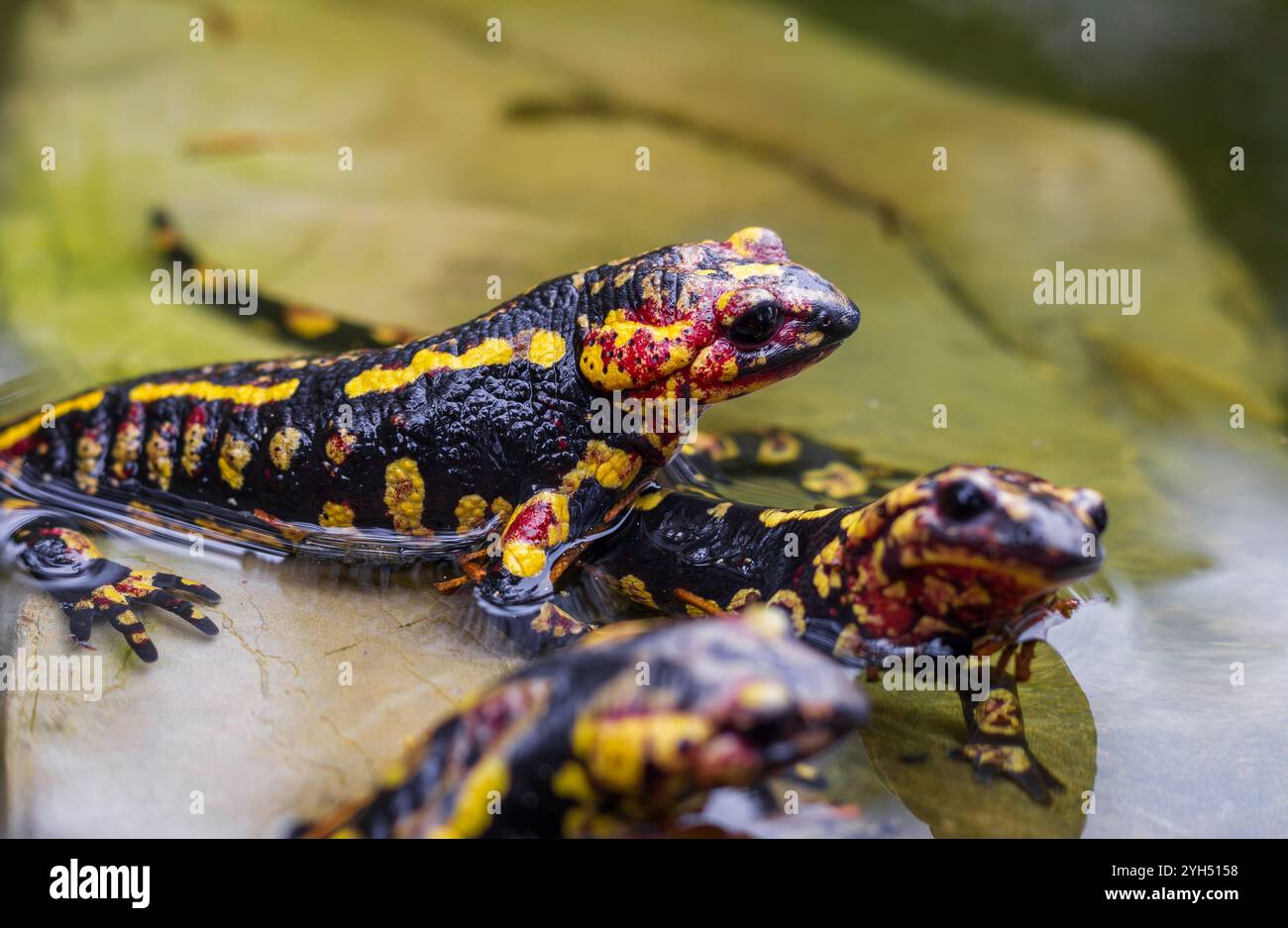 Portuguese fire salamanders hi-res stock photography and images - Alamy