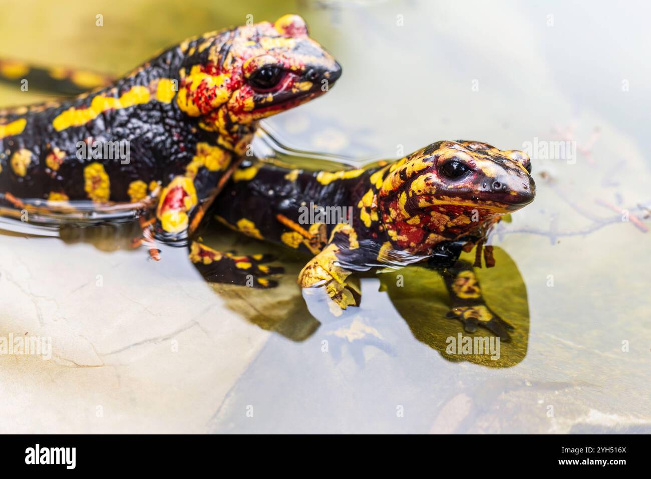 Portuguese fire salamanders hi-res stock photography and images - Alamy