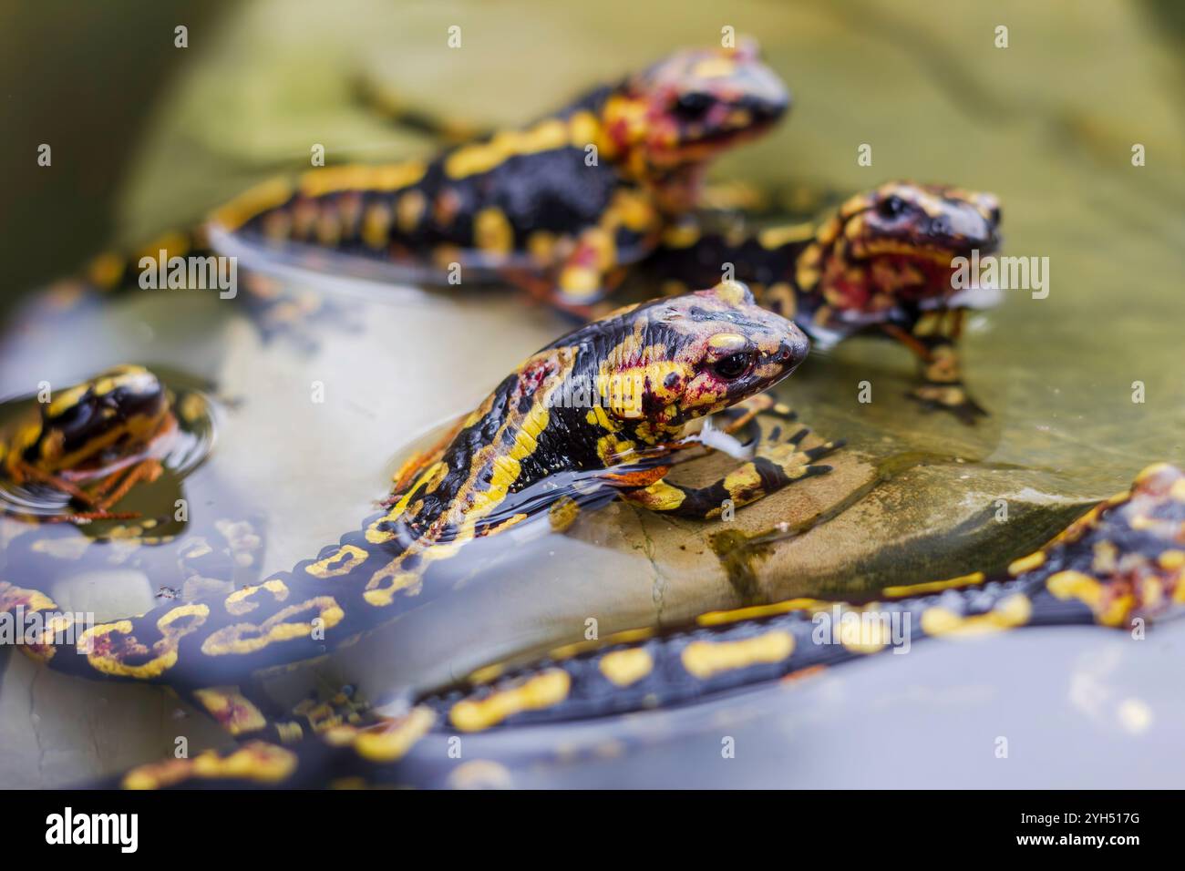 Portuguese fire salamanders hi-res stock photography and images - Alamy