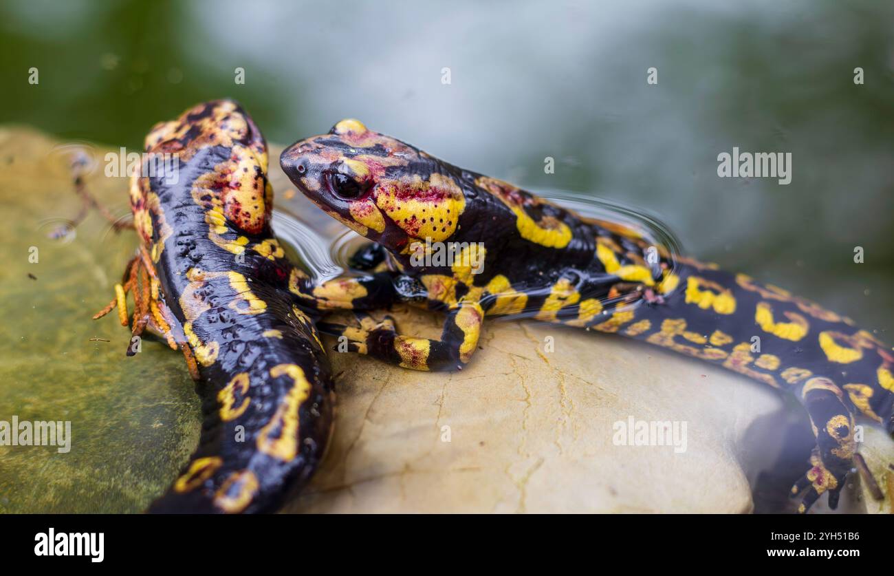 Portuguese fire salamanders hi-res stock photography and images - Alamy