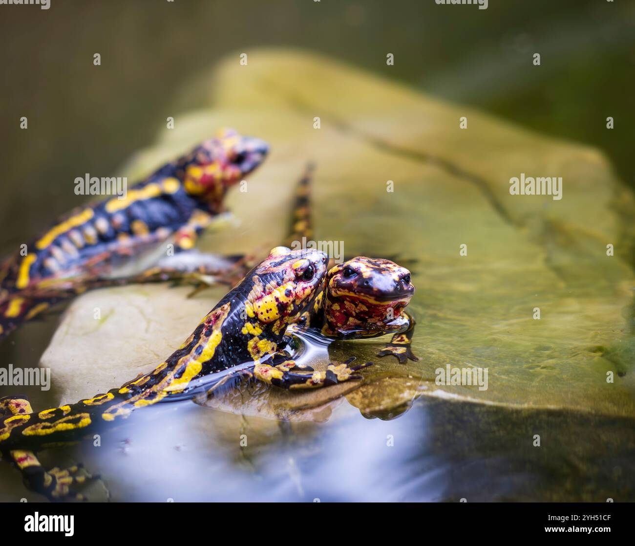 Portuguese fire salamanders hi-res stock photography and images - Alamy