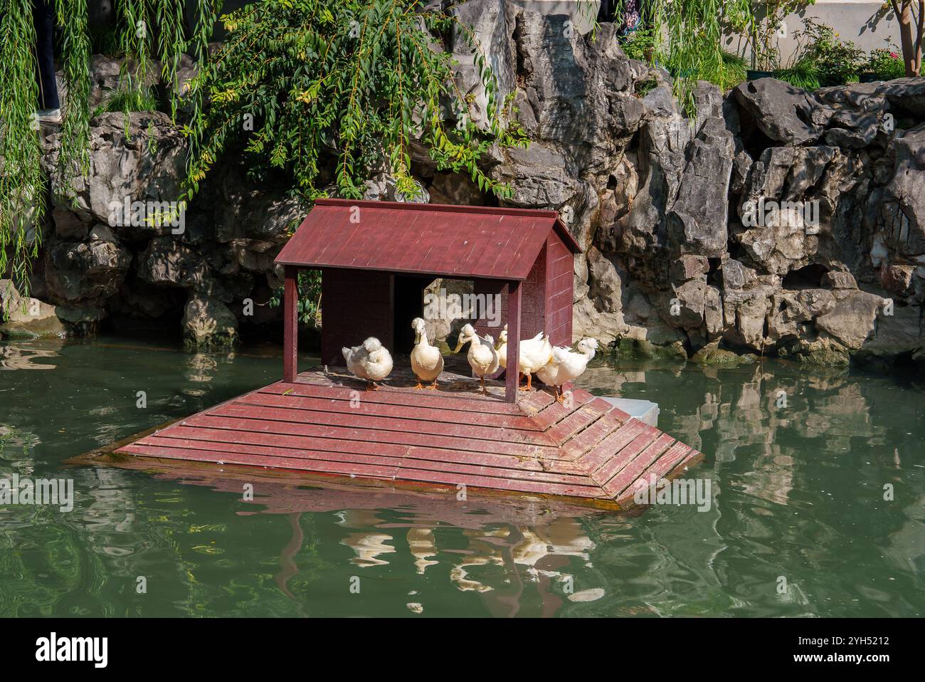 Traditional Chinese Garden with Floating Duck House in Shanghai Stock ...