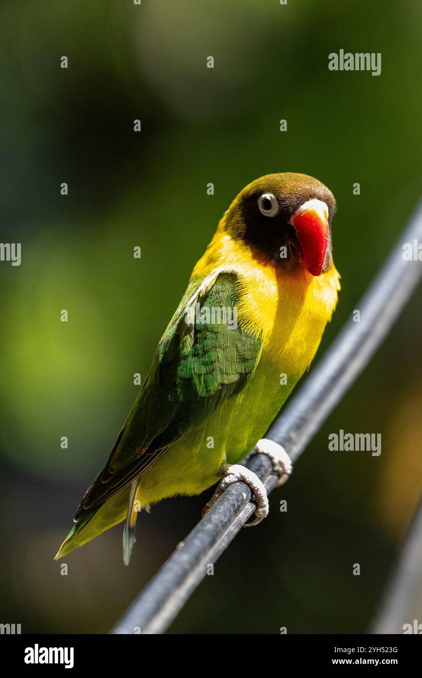 Contrasting bright red tail hi-res stock photography and images - Alamy