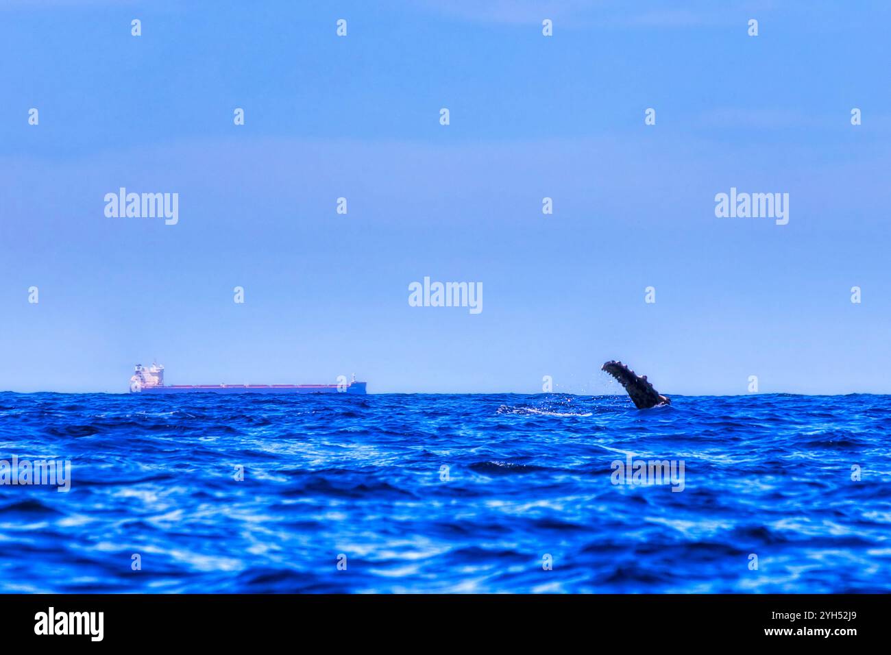 Humbpack whale fin on a surface of Pacific ocean with cargo freight ...
