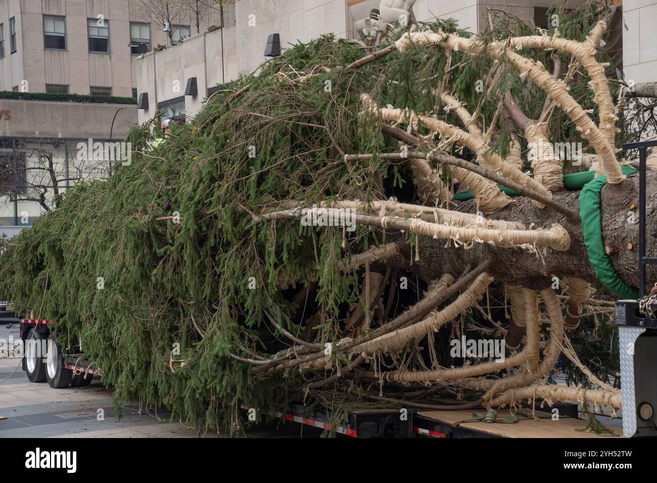 New York, NY, USA, 9 November 2024: The Rockefeller Center Christmas ...