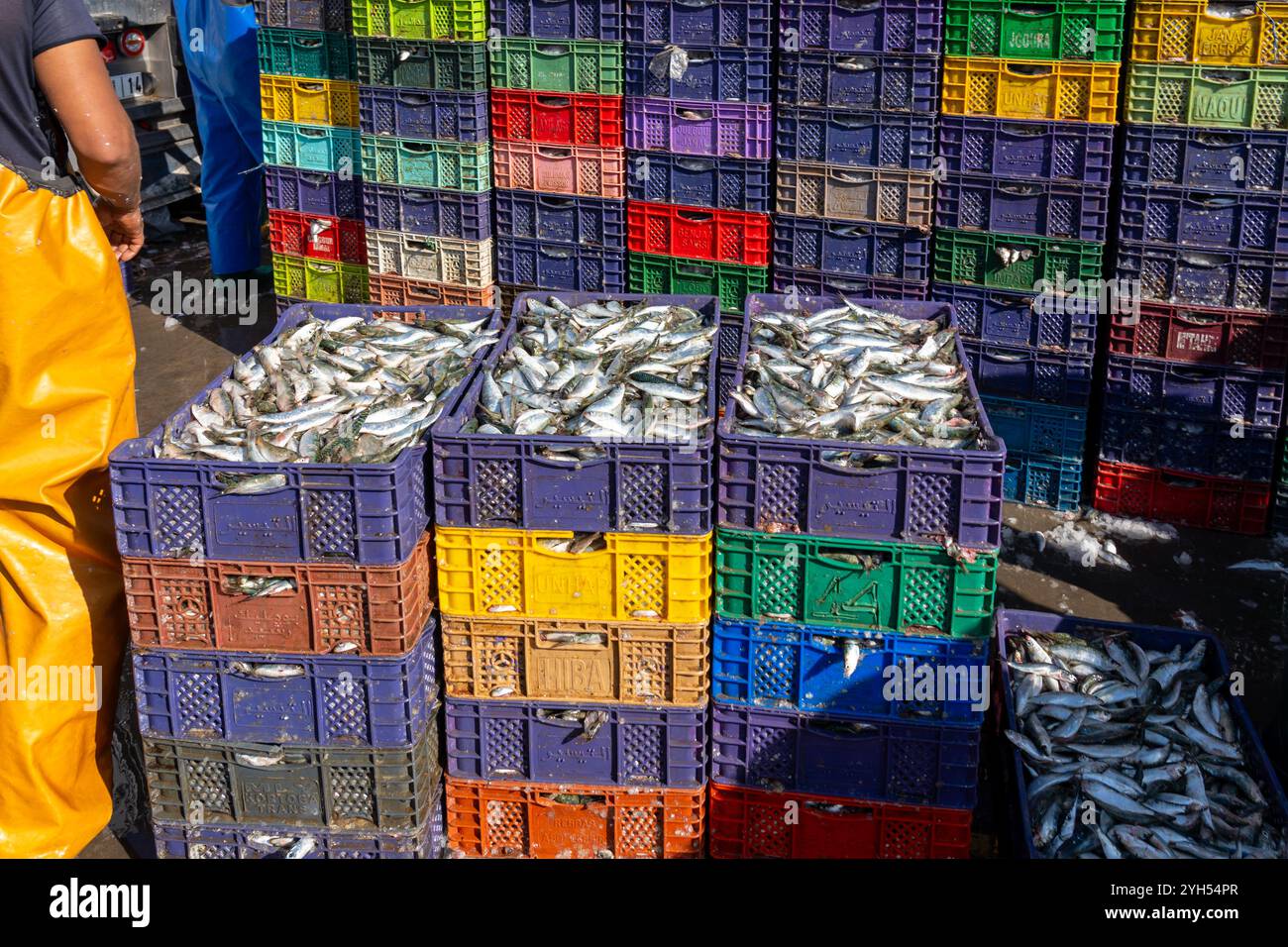 Stacked cases of daily catch Sardines at a sea port Stock Photo - Alamy