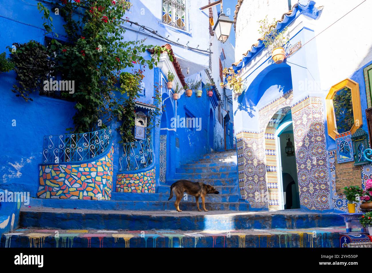 Blue colored houses and steps with colorful flower planters and flower ...