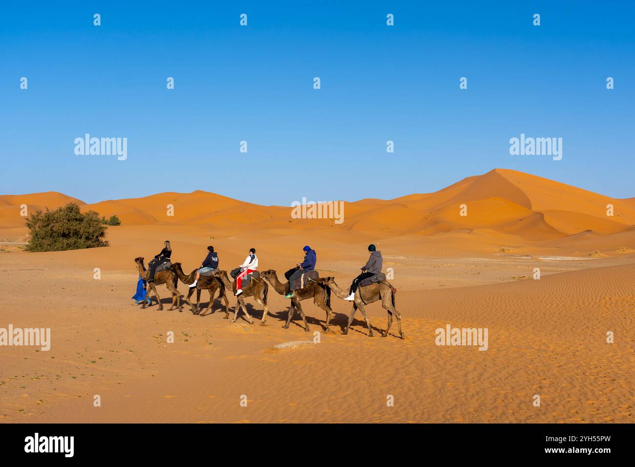 Tourists experiencing Camel Riding in the Sahara Desert in Morocco ...