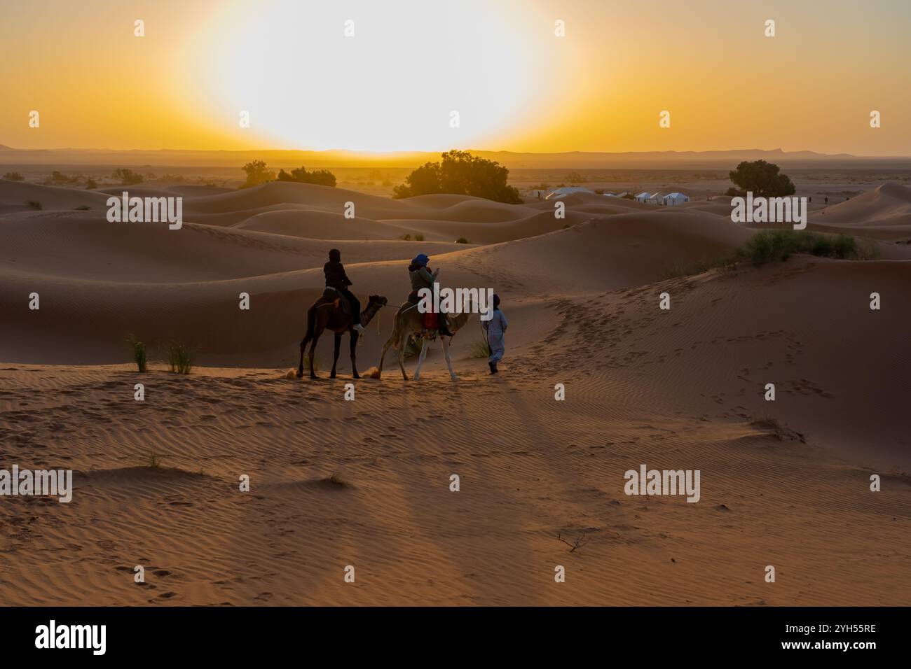 Tourists experiencing camel riding in the early morning during sunrise ...