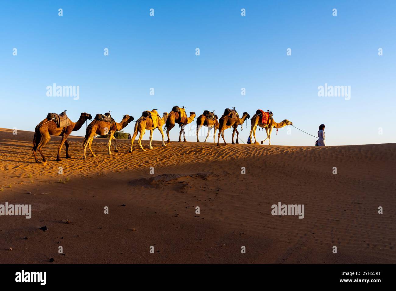 A camel driver leading camels in Sahara Desert in Morocco, Africa Stock ...