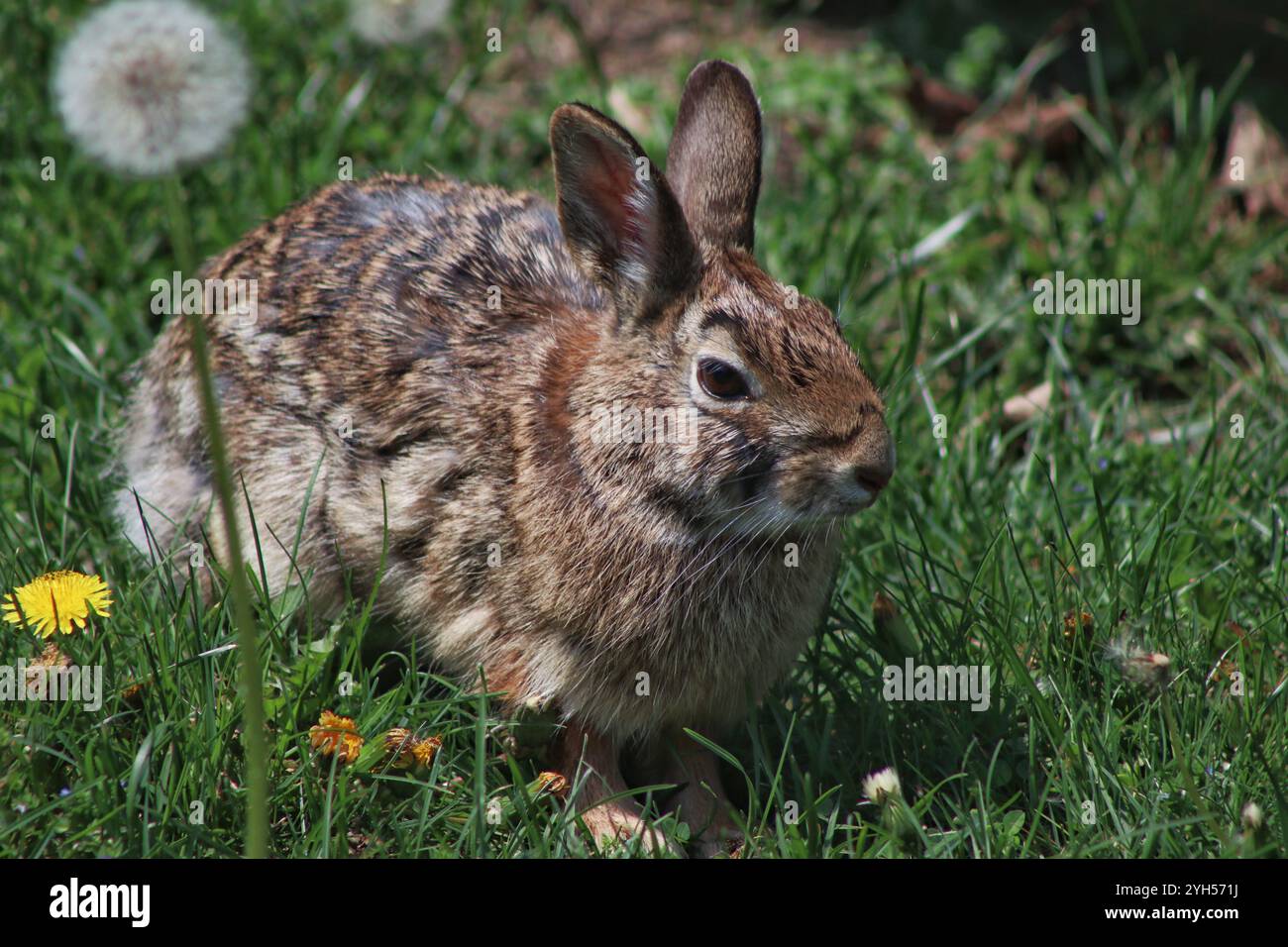 Bunny rabbit sitting in grass Stock Photo - Alamy