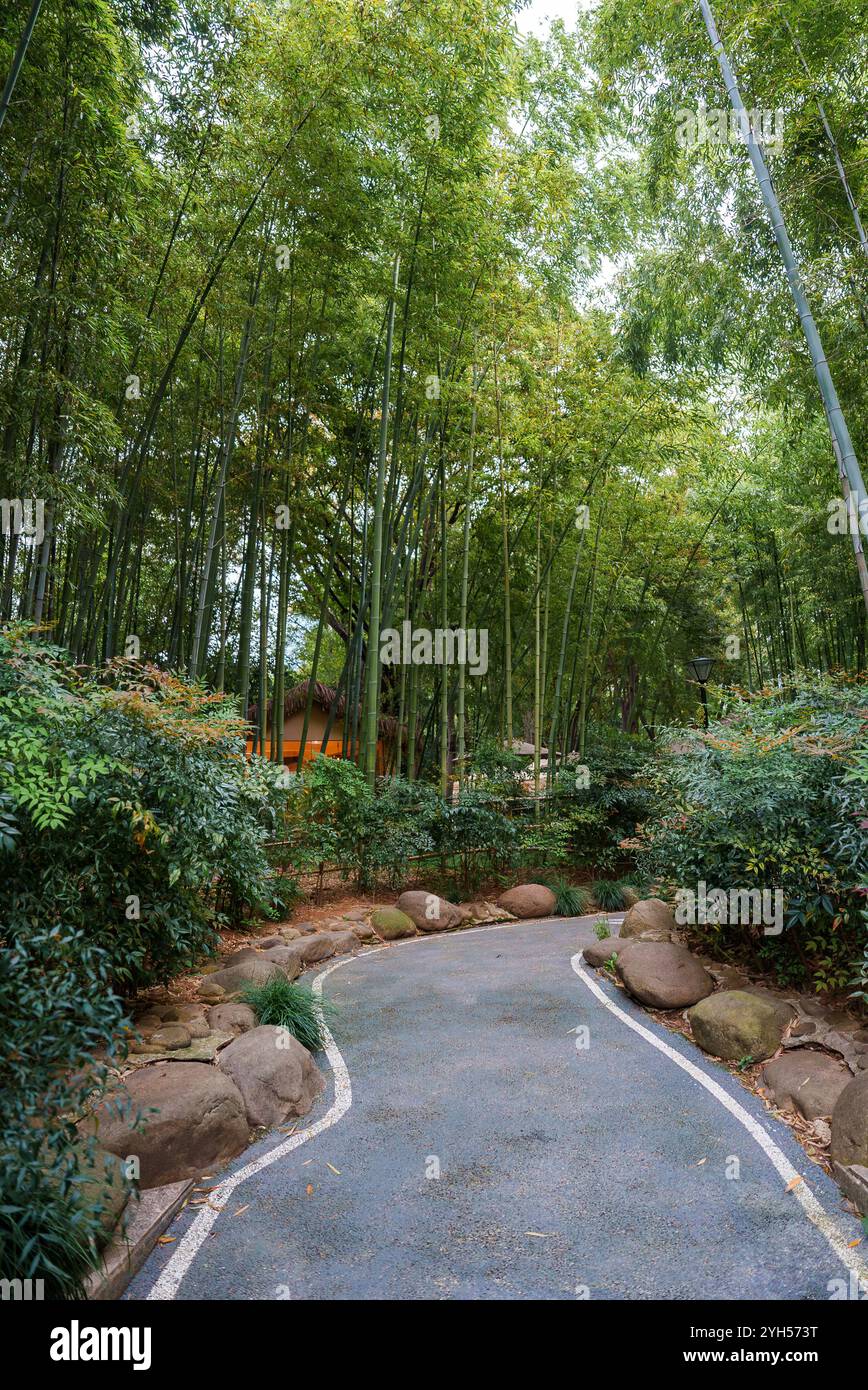 Serene Pathway Through Bamboo Forest in Shanghai, China Stock Photo - Alamy