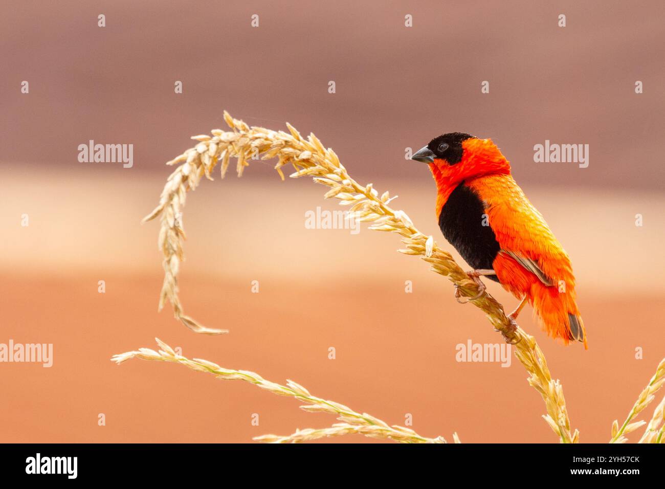 Red bishop wetlands hi-res stock photography and images - Alamy
