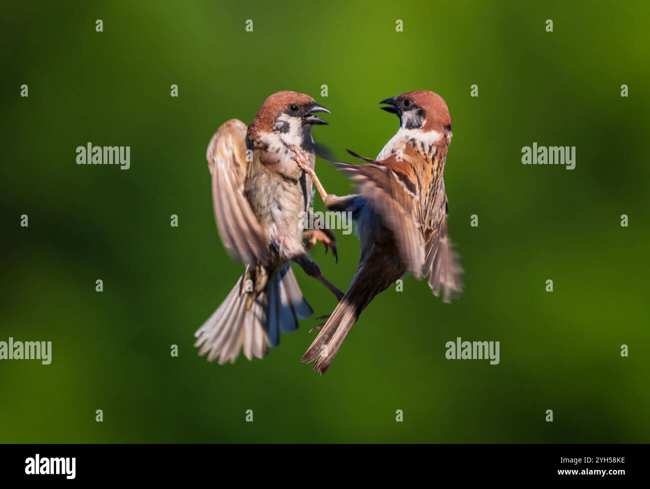 Branch angry sky sky hi-res stock photography and images - Alamy