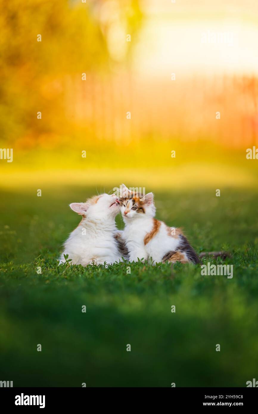 two cats mother and baby kitten sitting on green lawn and having fun ...