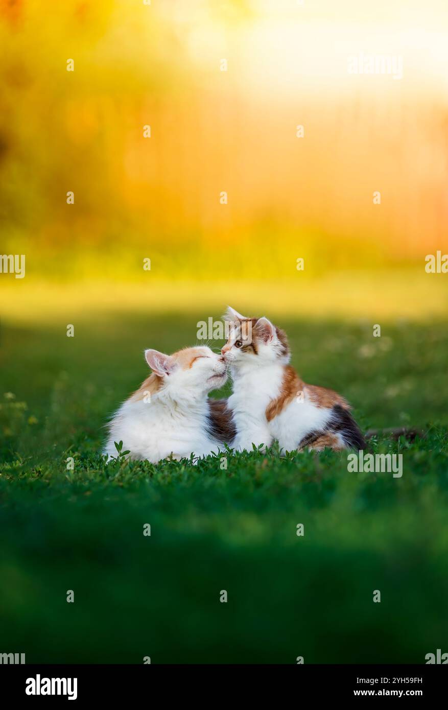 Young mother having fun little hi-res stock photography and images - Alamy