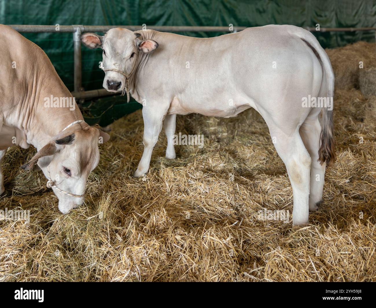 Young veal calf from the Piemontese breed of cattle known as Fassona ...