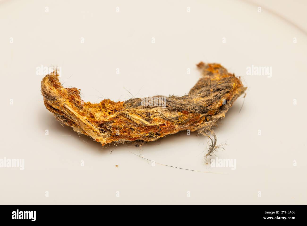 Cat vomit hair ball hi-res stock photography and images - Alamy