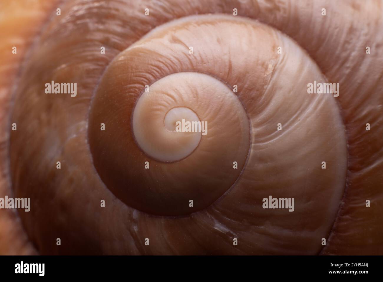 close up top-view of a fibonacci spiral on a sea shell in nature. Macro ...