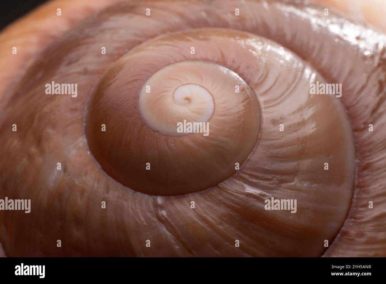 close up fibonacci spiral on a sea shell in nature. Macro background ...