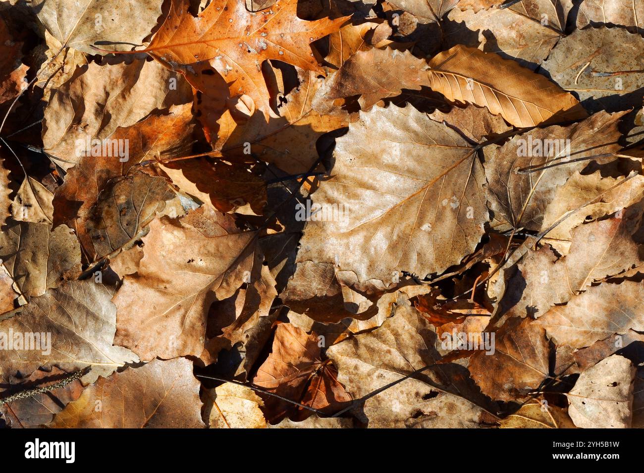 Leaf litter texture hi-res stock photography and images - Alamy