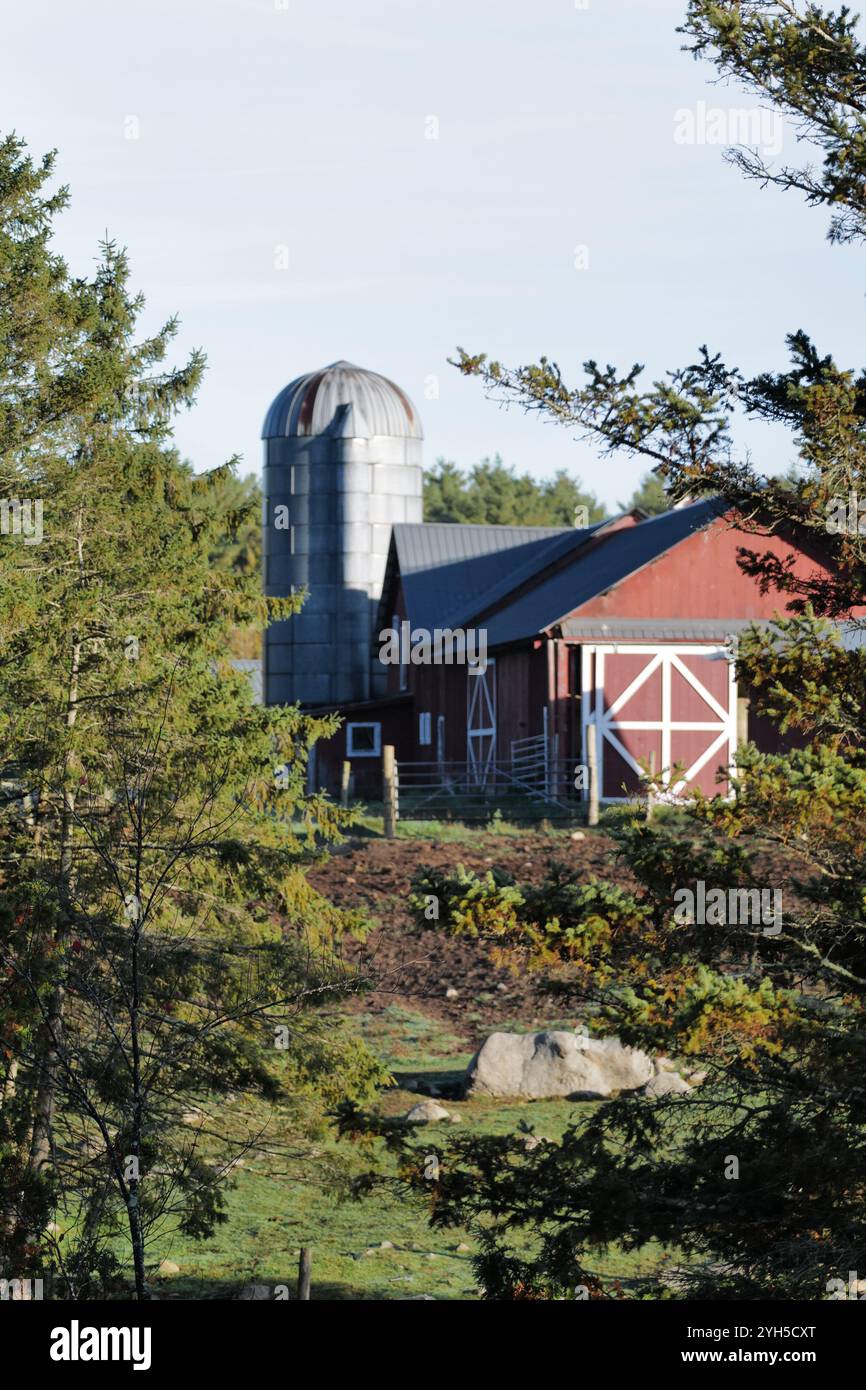 Moon Valley Farm’s iconic red barn and cows on a crisp October morning ...