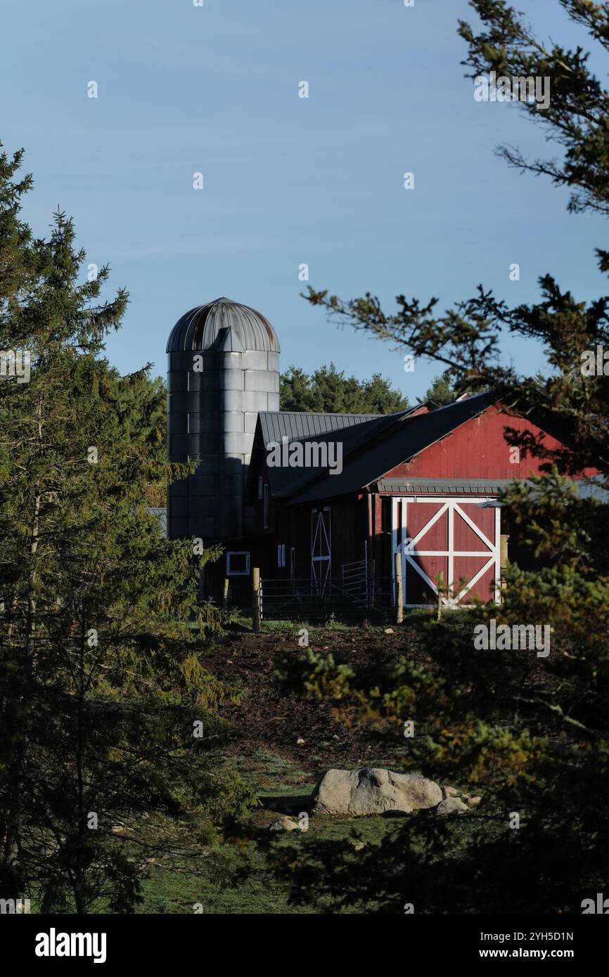 Moon Valley Farm’s iconic red barn and cows on a crisp October morning ...