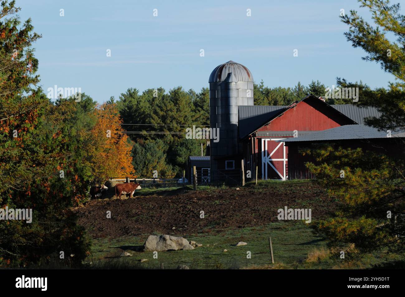 Moon Valley Farm’s iconic red barn and cows on a crisp October morning ...