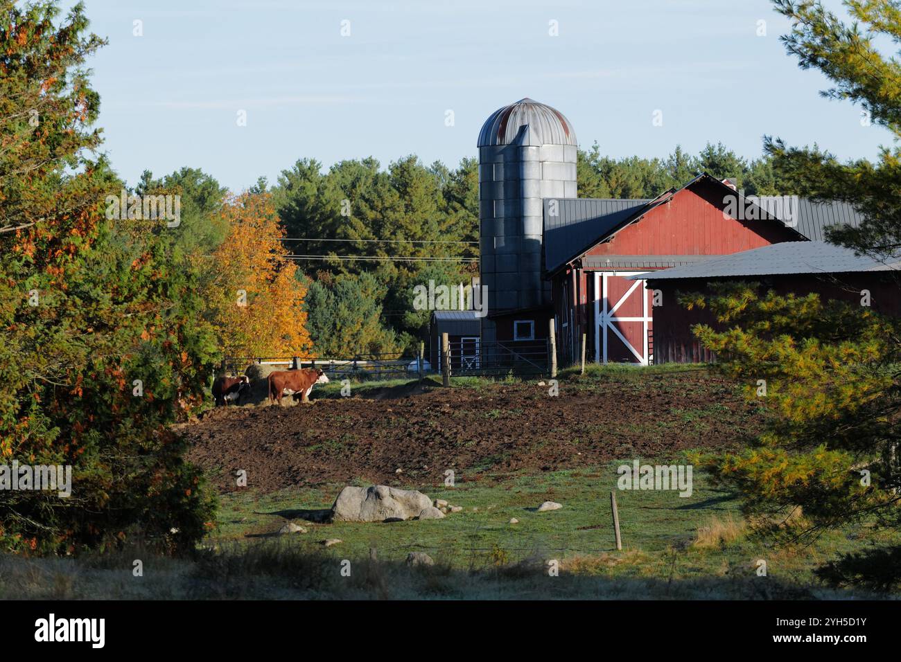 Moon Valley Farm’s iconic red barn and cows on a crisp October morning ...