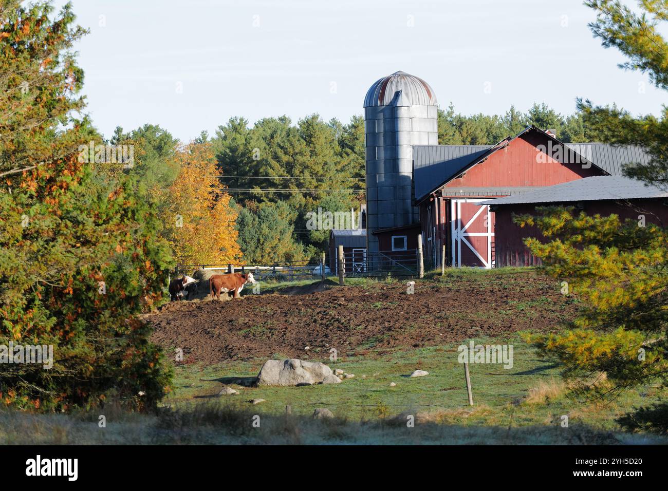 Moon Valley Farm’s iconic red barn and cows on a crisp October morning ...
