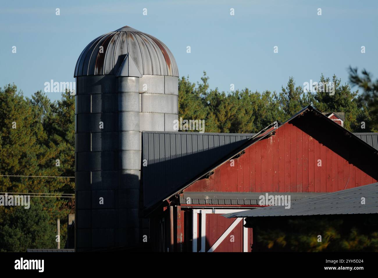 Moon Valley Farm’s iconic red barn and cows on a crisp October morning ...