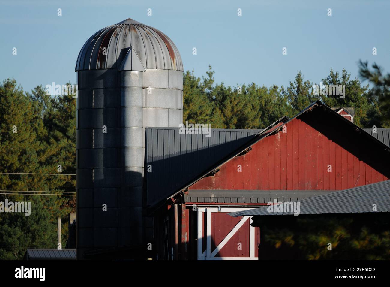 Moon Valley Farm’s iconic red barn and cows on a crisp October morning ...