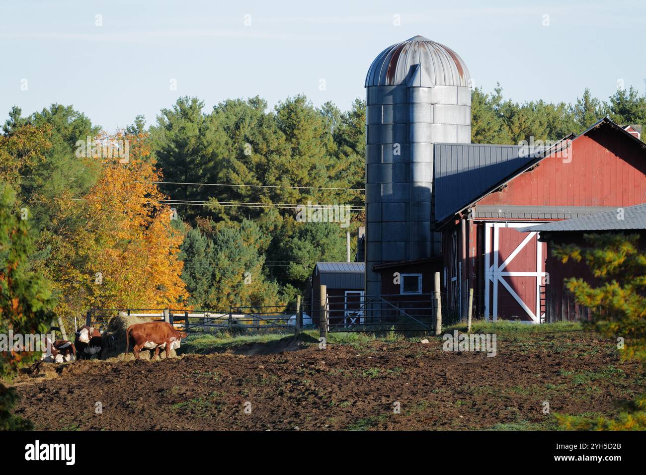 Moon Valley Farm’s iconic red barn and cows on a crisp October morning ...