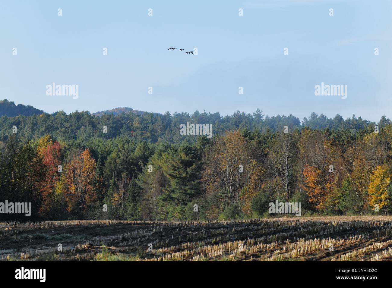 Moon Valley Farm’s iconic red barn and cows on a crisp October morning ...