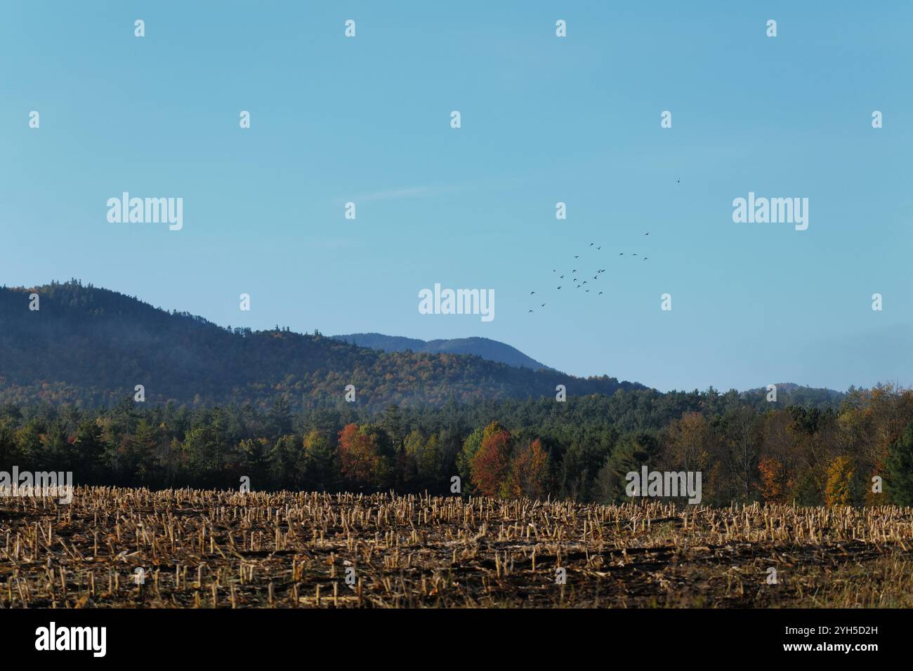 Moon Valley Farm’s iconic red barn and cows on a crisp October morning ...