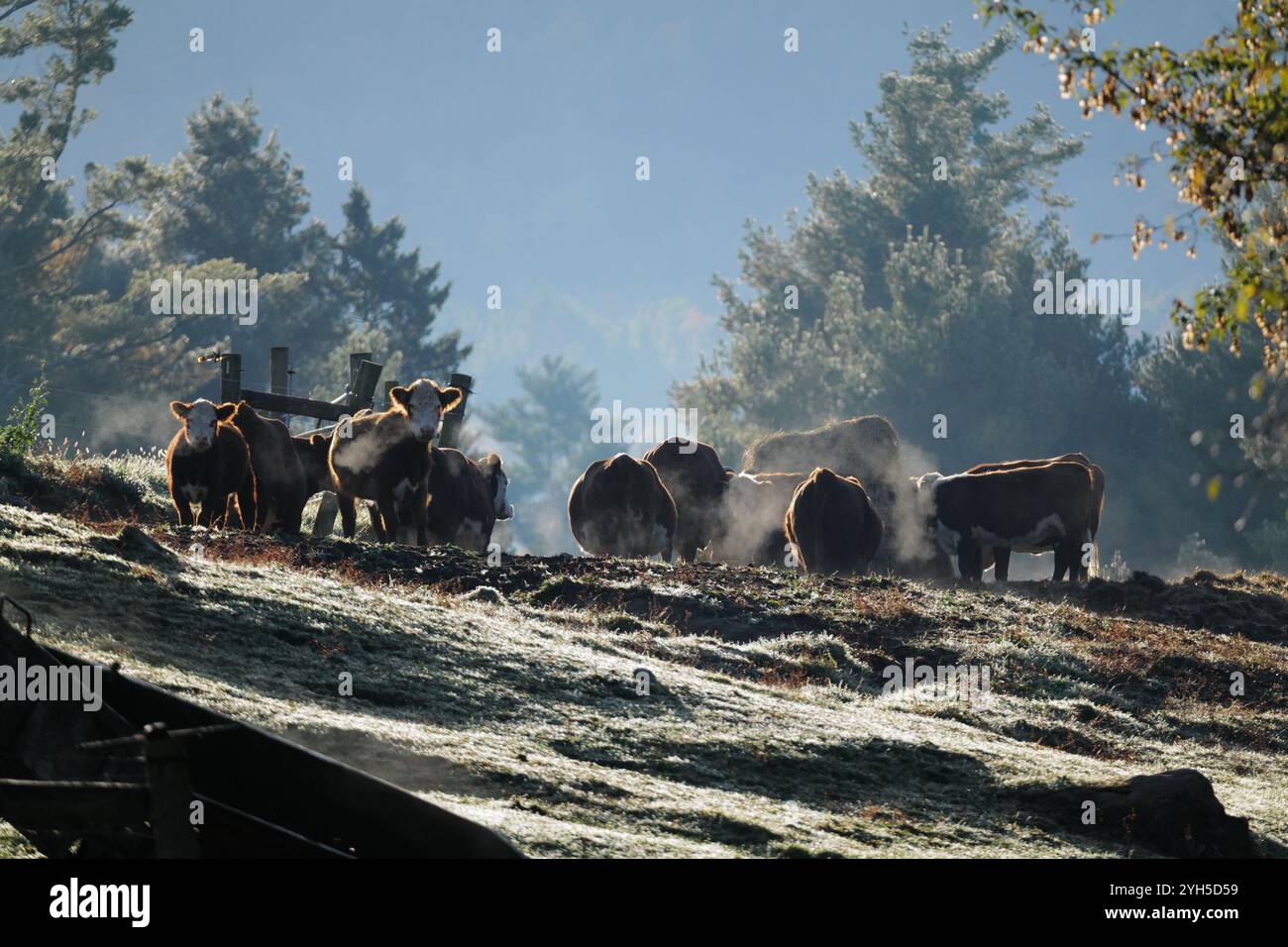 Moon Valley Farm’s iconic red barn and cows on a crisp October morning ...