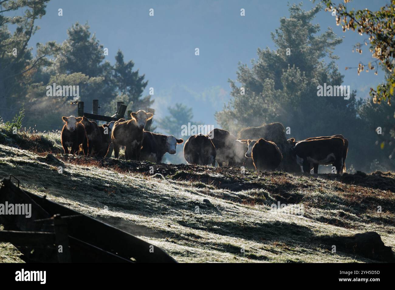 Moon Valley Farm’s iconic red barn and cows on a crisp October morning ...