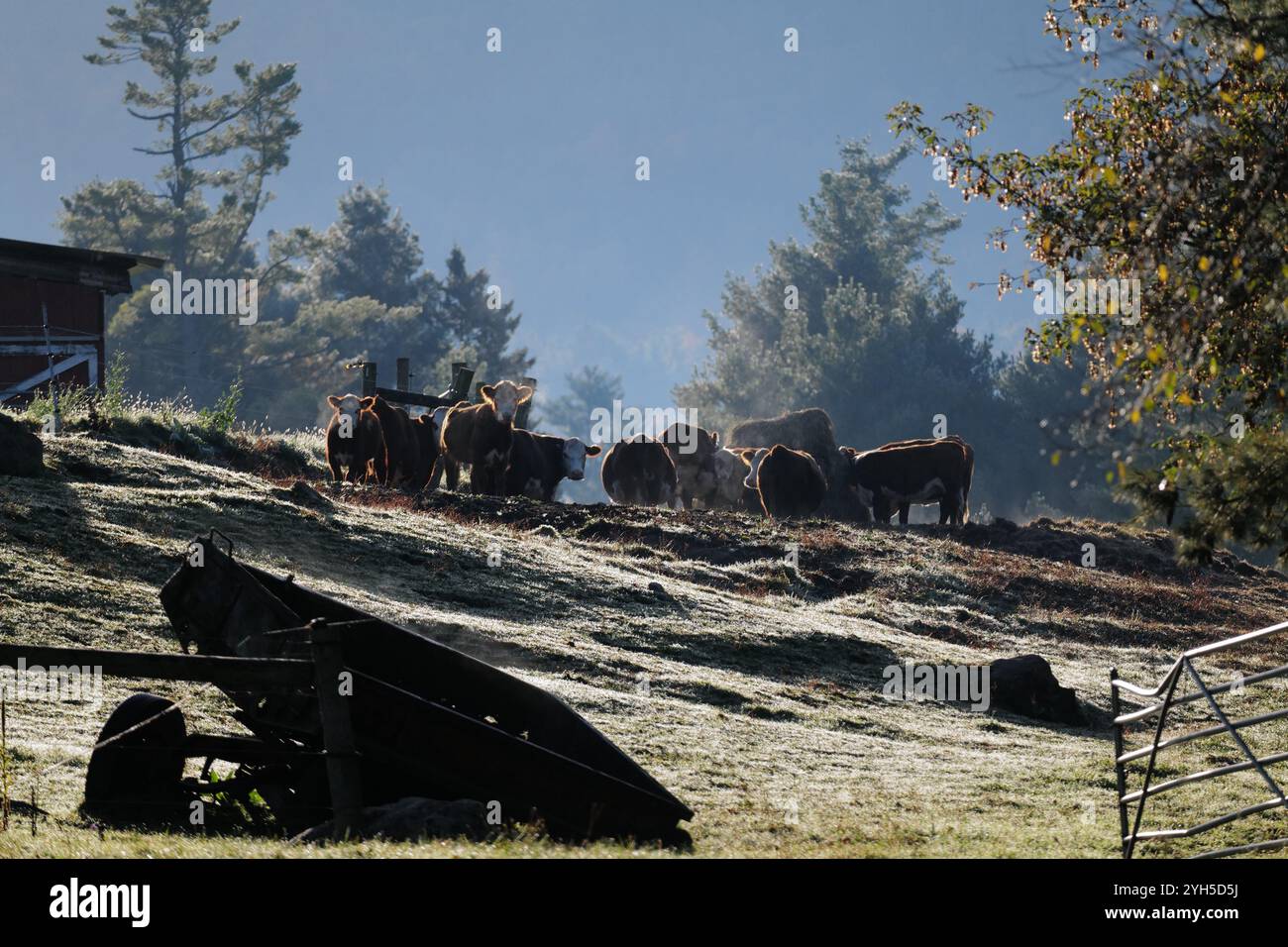 Moon Valley Farm’s iconic red barn and cows on a crisp October morning ...
