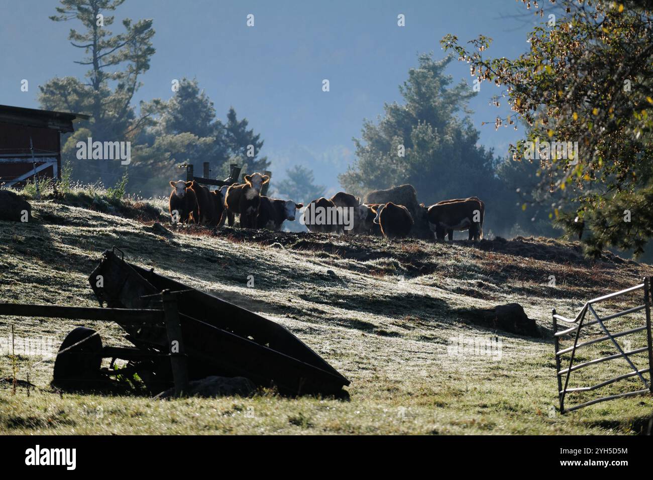 Moon Valley Farm’s iconic red barn and cows on a crisp October morning ...