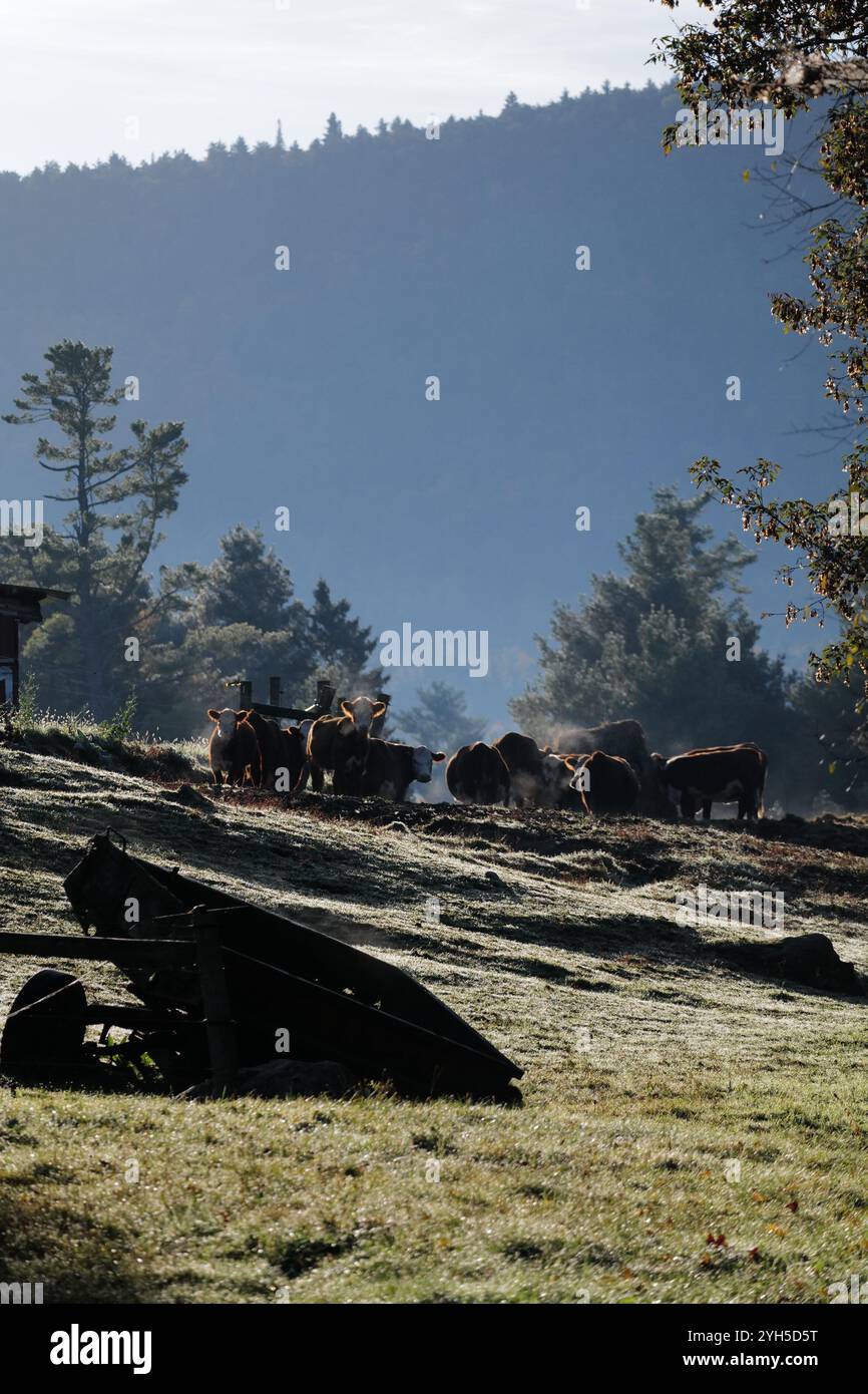 Moon Valley Farm’s iconic red barn and cows on a crisp October morning ...